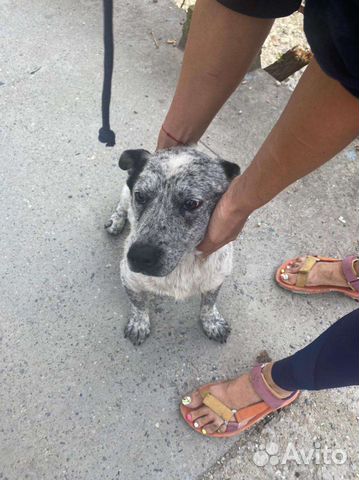 Боб, год коротколапик