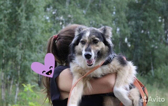 Пушистая красавица в добрые руки