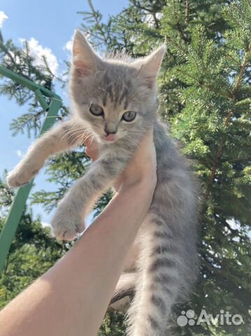 Сибирские котята