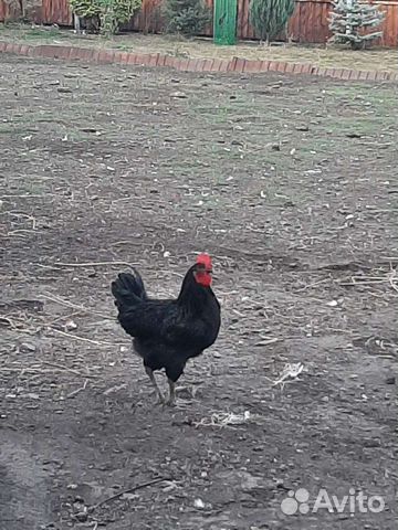 Породистые петухи