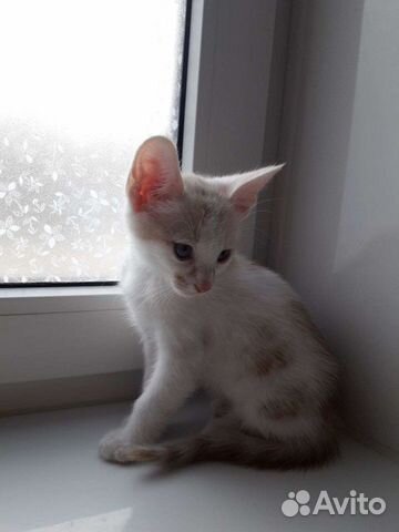 Котенок-мальчик в добрые руки