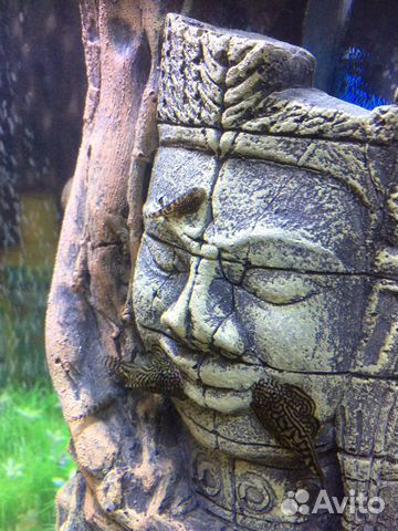 Псевдоскат (севилья)