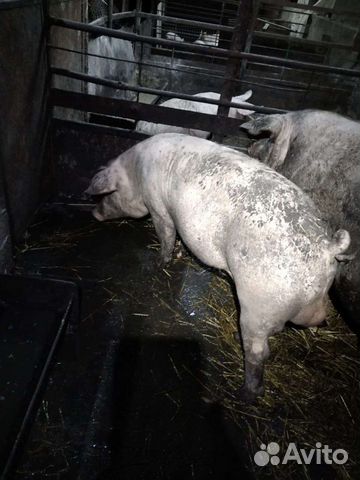 Продам хряка