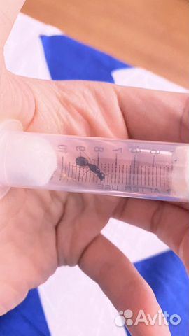 Camponotus turkestanus