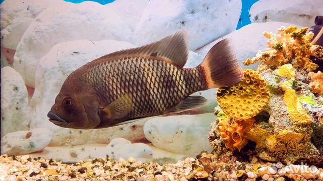 Тилапия большая аквариумная рыба, цихлида