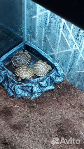 Черепаха сухопутная домашнего разведения