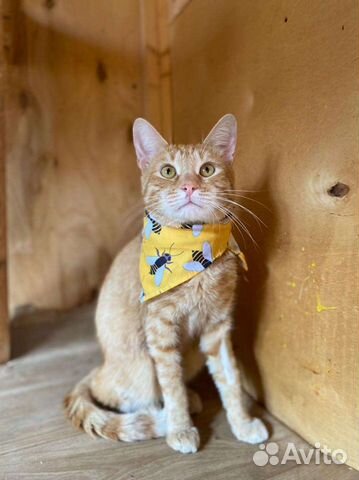 Пушистый десант ищет родителей