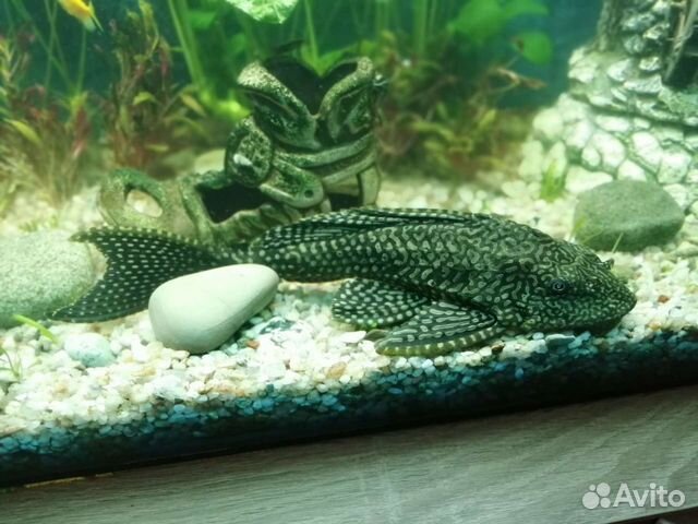 Парчовый птеригоплихт