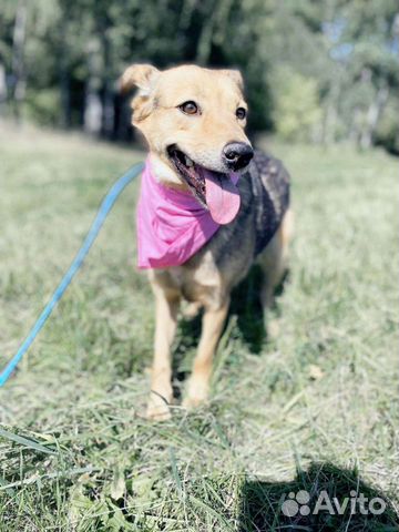 Маленькая собачка милашка ищет дом