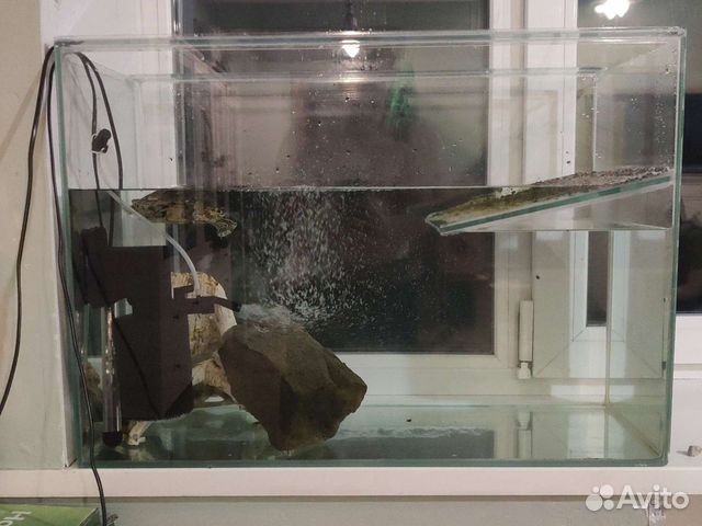 Красноухая черепаха с аквариумом