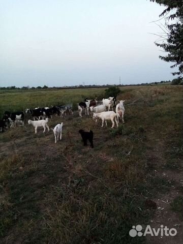 Альпийские козы