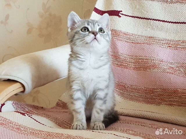 Невероятная красотка ищет дом