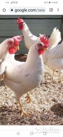 Куры несушки
