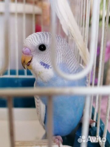 Птенцы волнистый попугай