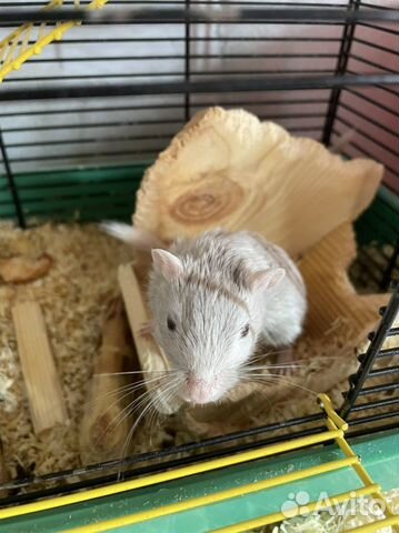 Мышь/ песчанка