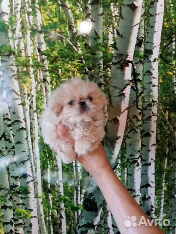 Щенки пекинеса