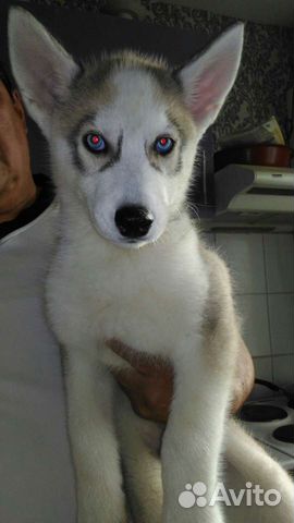 Сибирский хаски