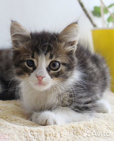 Котенок Мурзик ищет дом