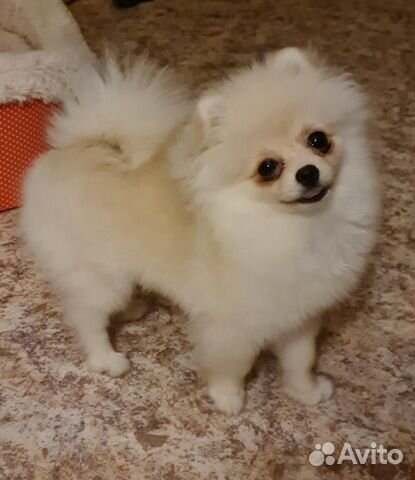 Померанский шпиц