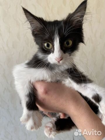 Котенок Сливка, 4 месяца