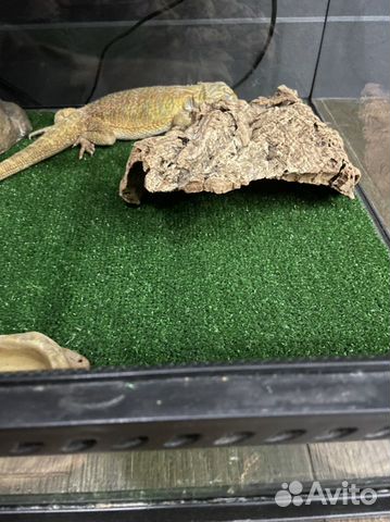 Бородатая агама с террариумом