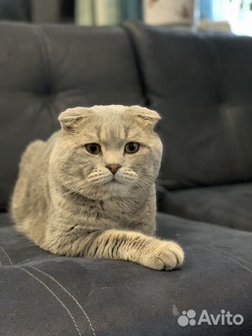 Котя на вязку
