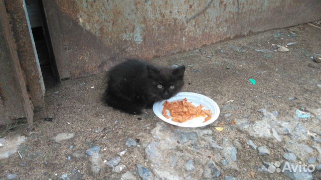 Кошка в дар