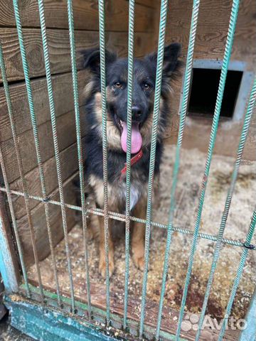 Овчаристый молодой пёс попал в приют