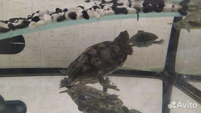 Красноухая черепаха с аквариумом