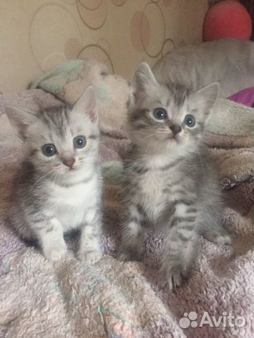 Котята-британцы, полукровные