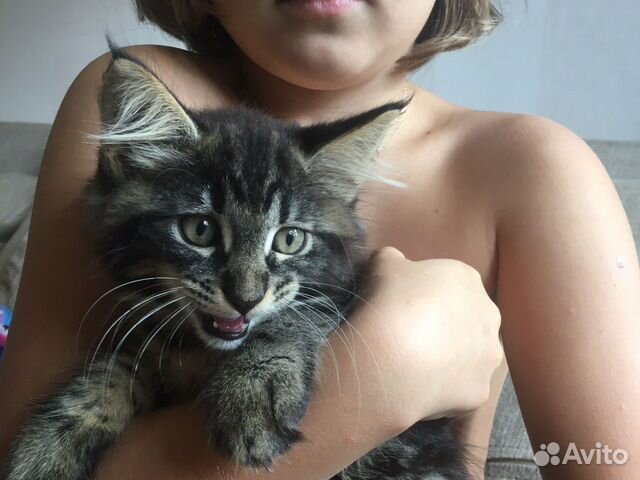 Кот майкун 2 месяца