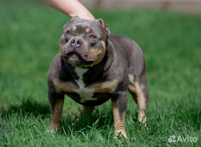 Американский булли вязка