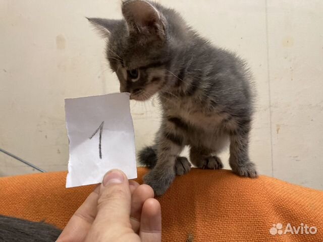 Котята миленькие в добрые руки даром