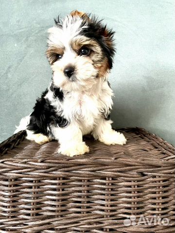 Щенки бивер йорка