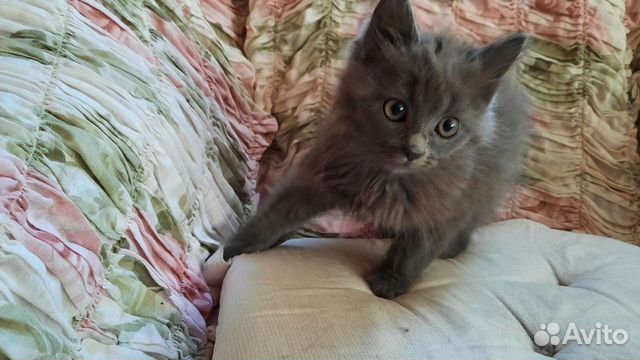 Котёнок голубой