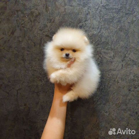 Супер курносик