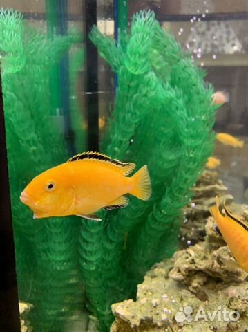 Цихлида колибри