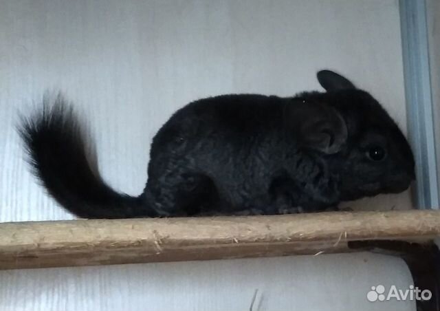 Шиншилленок темный,девочка,2мес