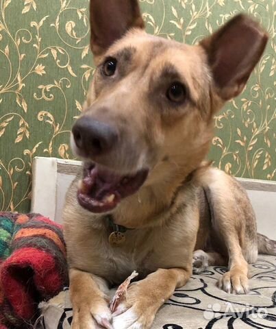 Собака Рой ищет дом