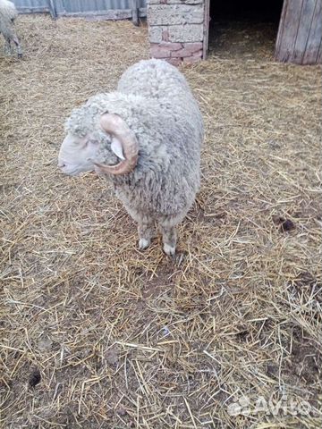 Овцы бараны