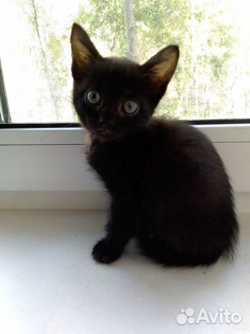 Чёрная кошечка 1 мес