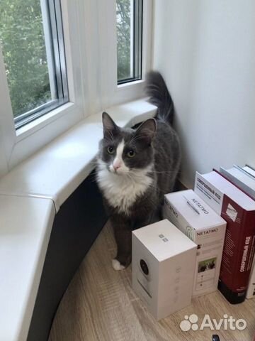 Котик Тима