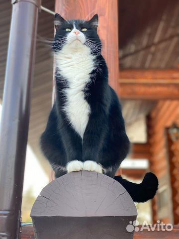 Кот Кокос ищет дом