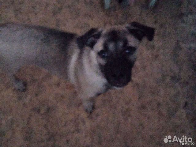 Собака маленькая порода