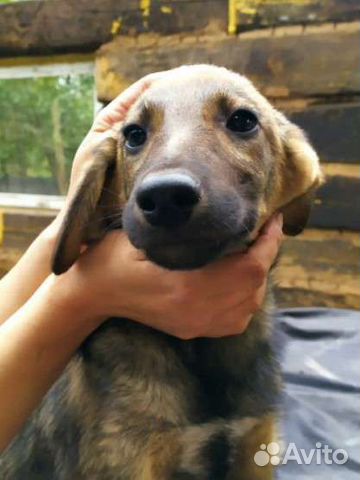 Собака в добрые руки щенок