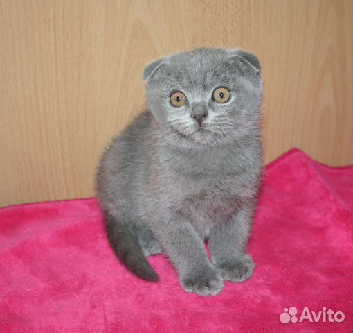 Вислоухий Жорик 2 мес