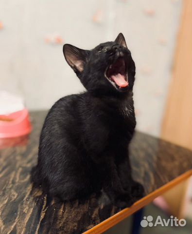 Самый красивый котенок, даром в добрые руки