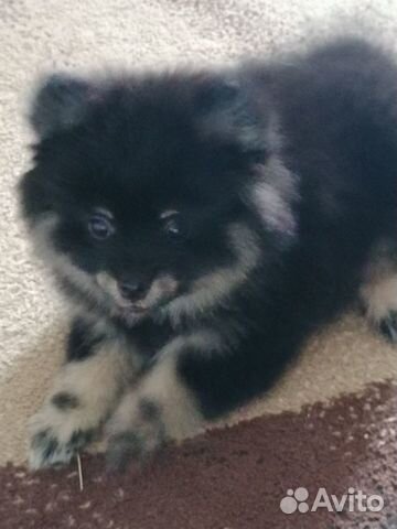 Померанский шпиц мини щенок