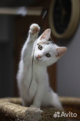 Нафаня ищет дом, 4 мес