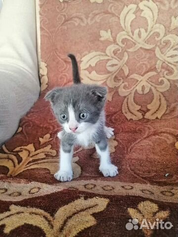 Котёнок